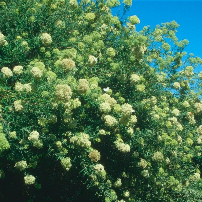 Buddleja saligna - False Olive – Hedges Online