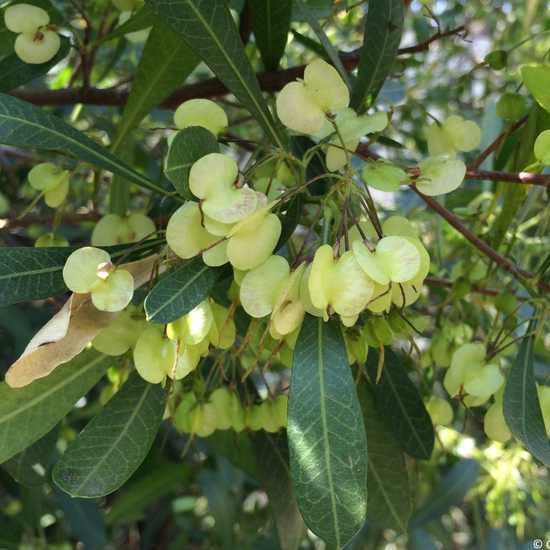 Dodonea angustifolia – Hedges Online