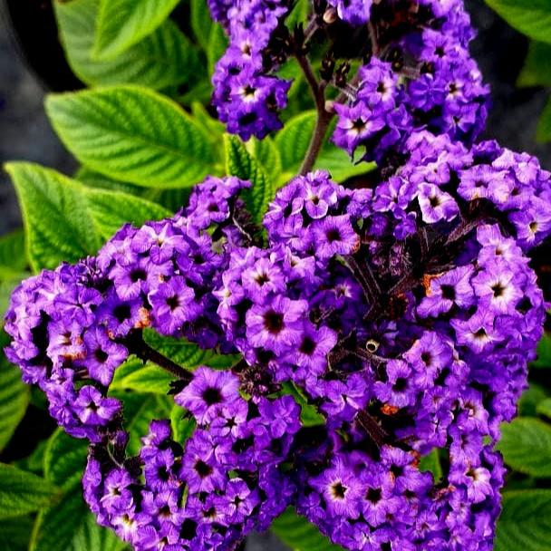 Heliotropium Royal Marine – Hedges Online