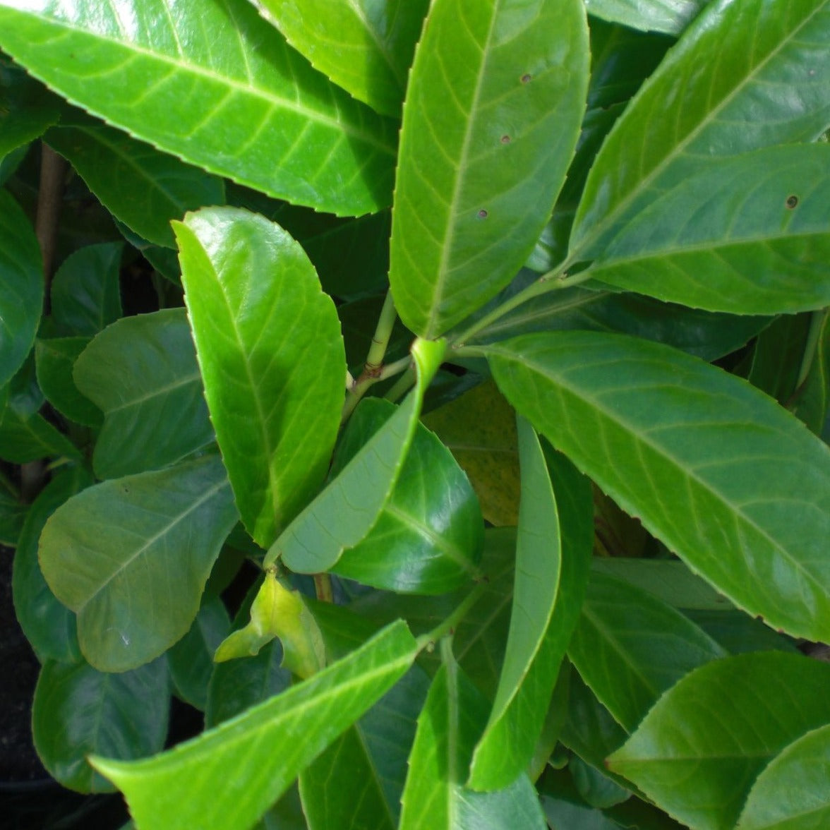 Prunus laurocerasus - Laurel – Hedges Online