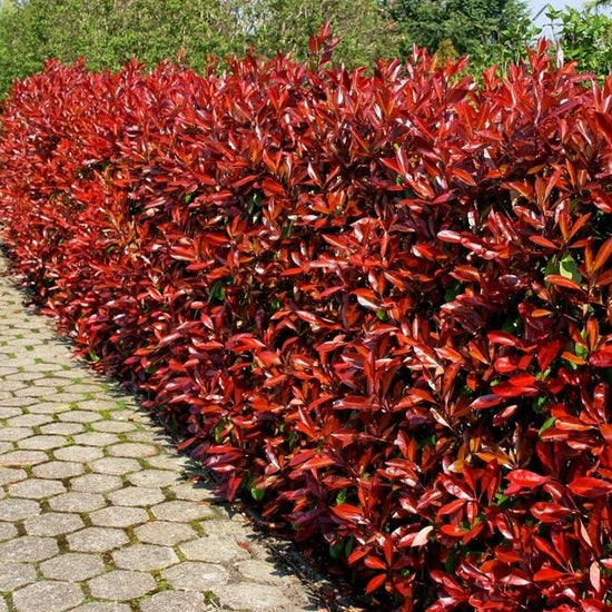 Photinia Red Robin – Hedges Online