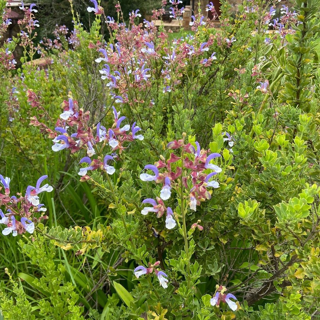 Salvia chamelaeagnea - Blue sage – Hedges Online