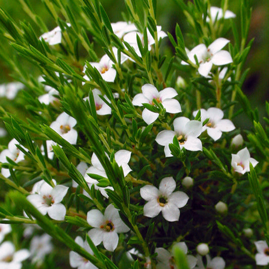 Coleonema album - Confetti Bush – Hedges Online