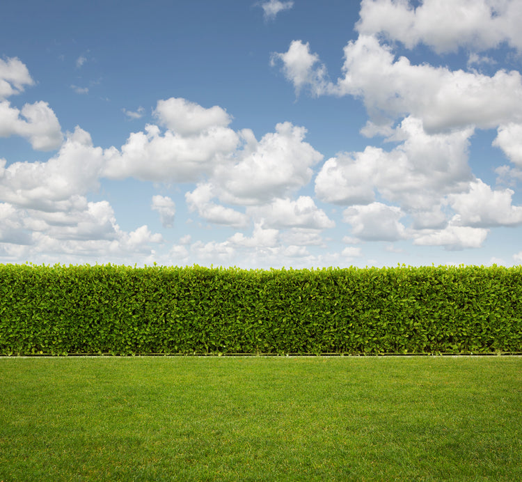 Hedges Online