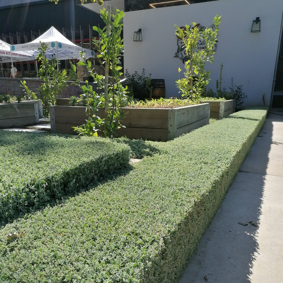 Rhagodia hastata - Salt bush – Hedges Online