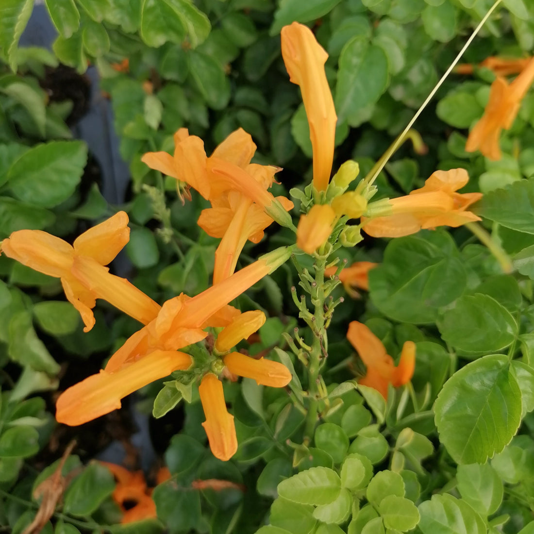 Tecoma capensis 'Gold' - Cape Honeysuckle – Hedges Online