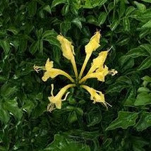 Tecoma capensis lutea (Yellow) - Cape Honeysuckle – Hedges Online