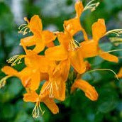 Tecoma capensis 'Gold' - Cape Honeysuckle – Hedges Online