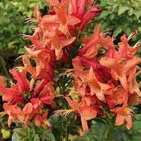 Tecoma capensis 'Salmon' - Cape Honeysuckle – Hedges Online